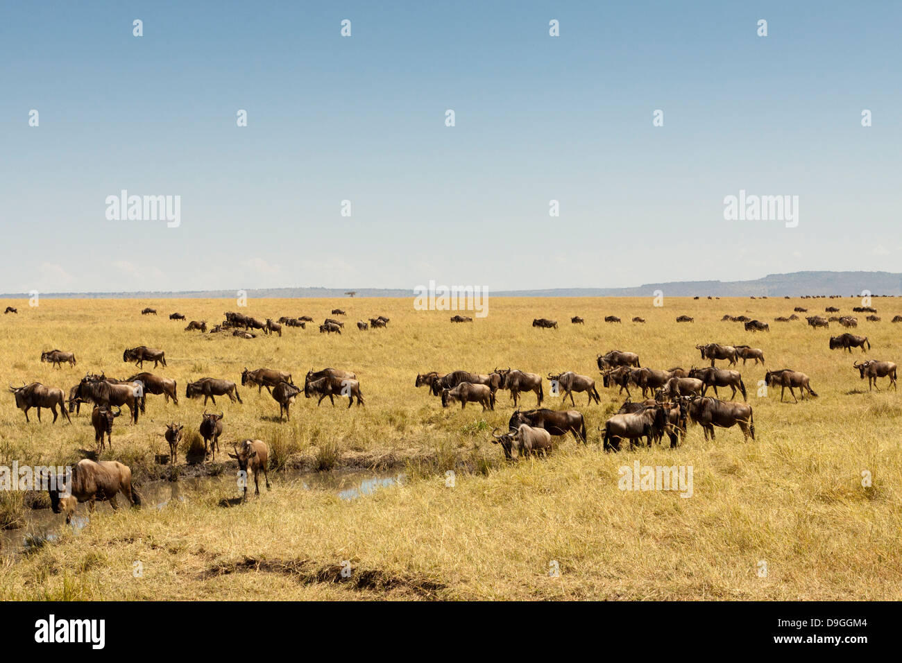 Wildebeest migration maasai mara kenya hi-res stock photography and ...