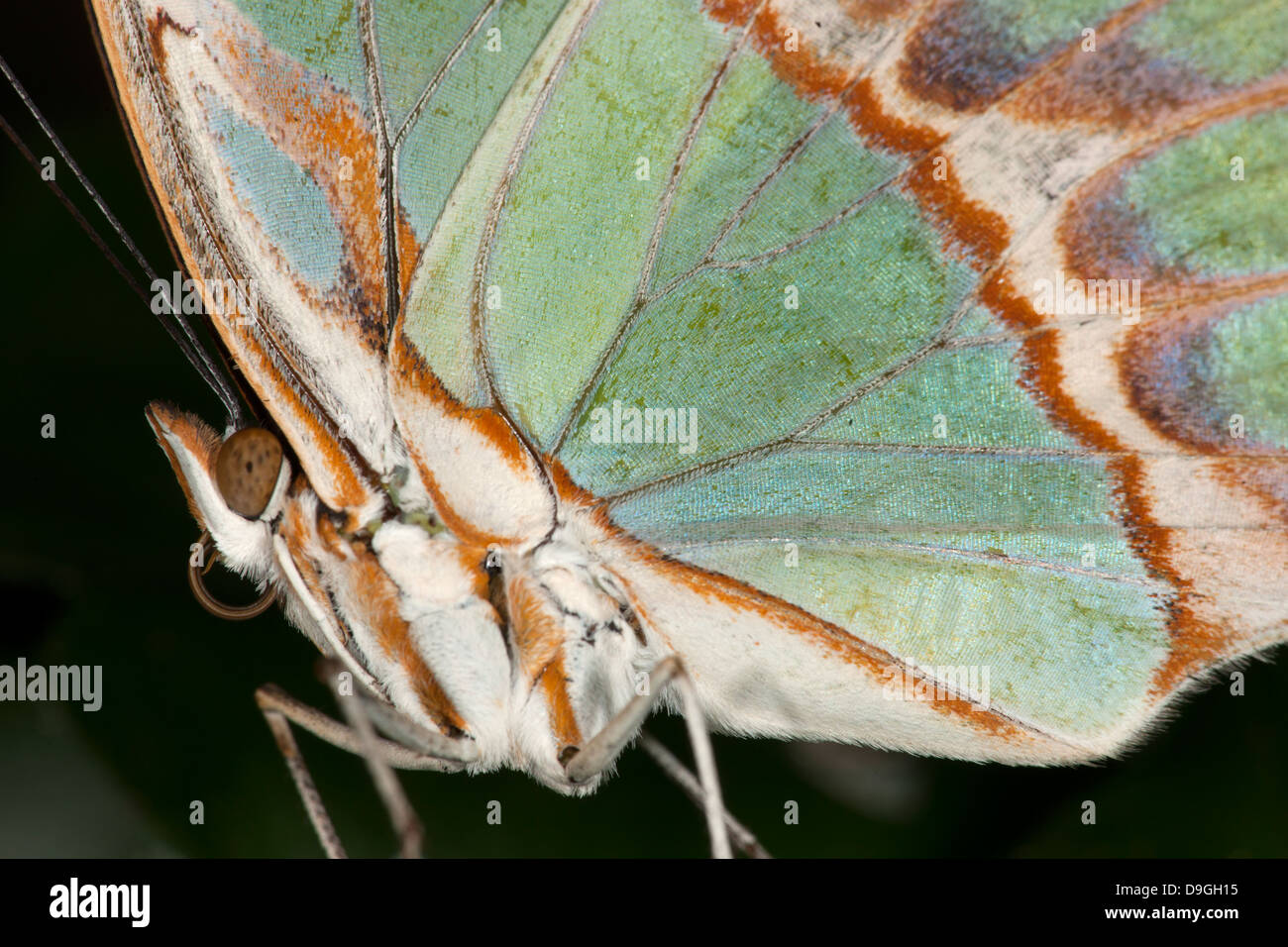Butterfly Close Up Stock Photo - Alamy