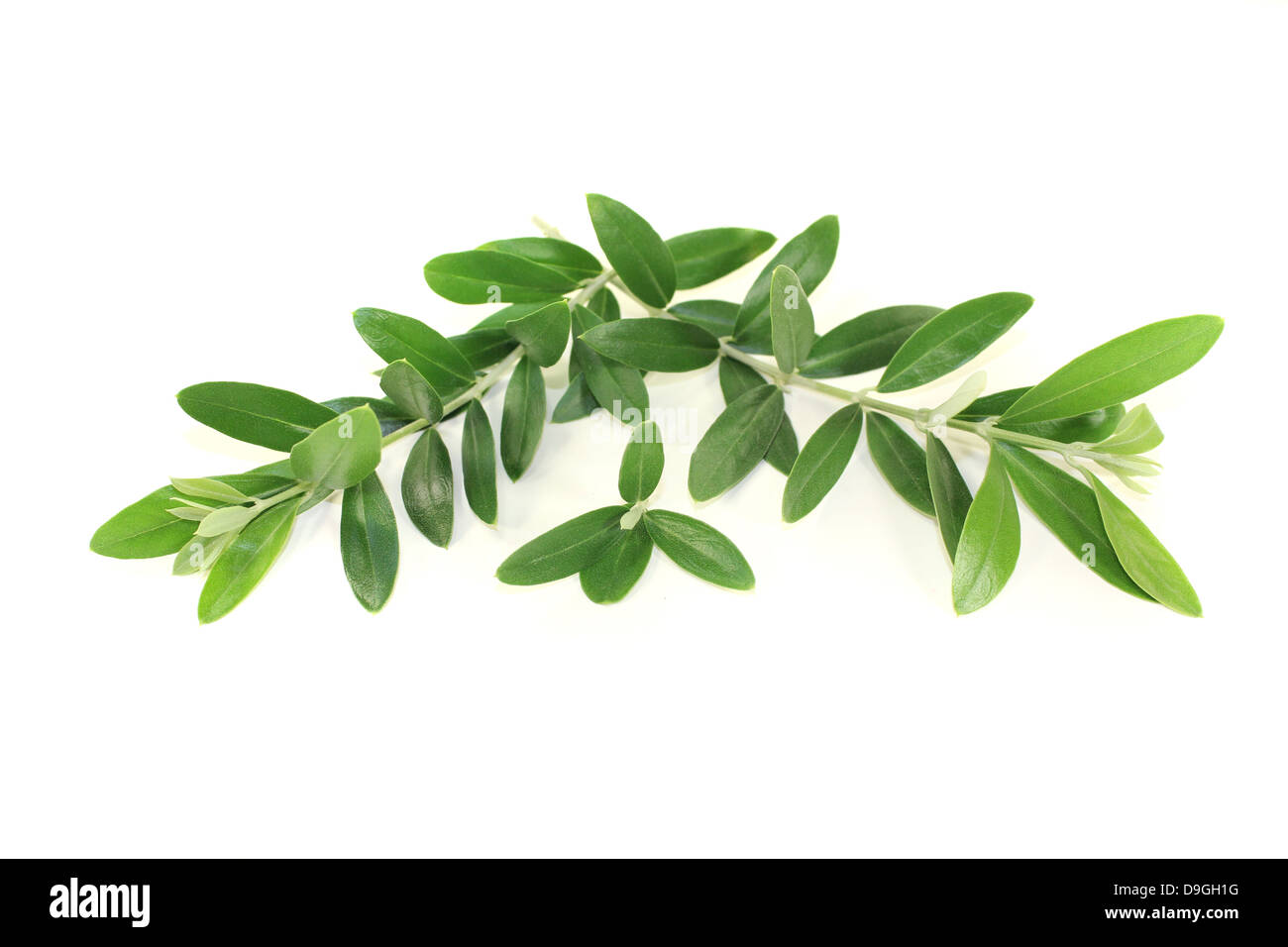 green olive branches on a bright background Stock Photo - Alamy