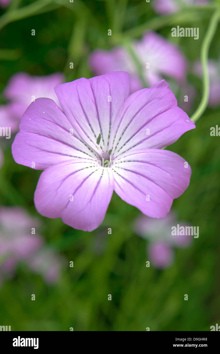 Common corncockle hi-res stock photography and images - Alamy