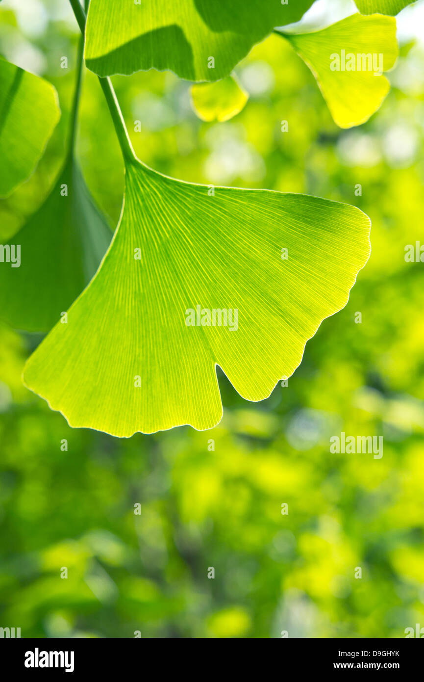 Green ginkgo leaf Stock Photo - Alamy
