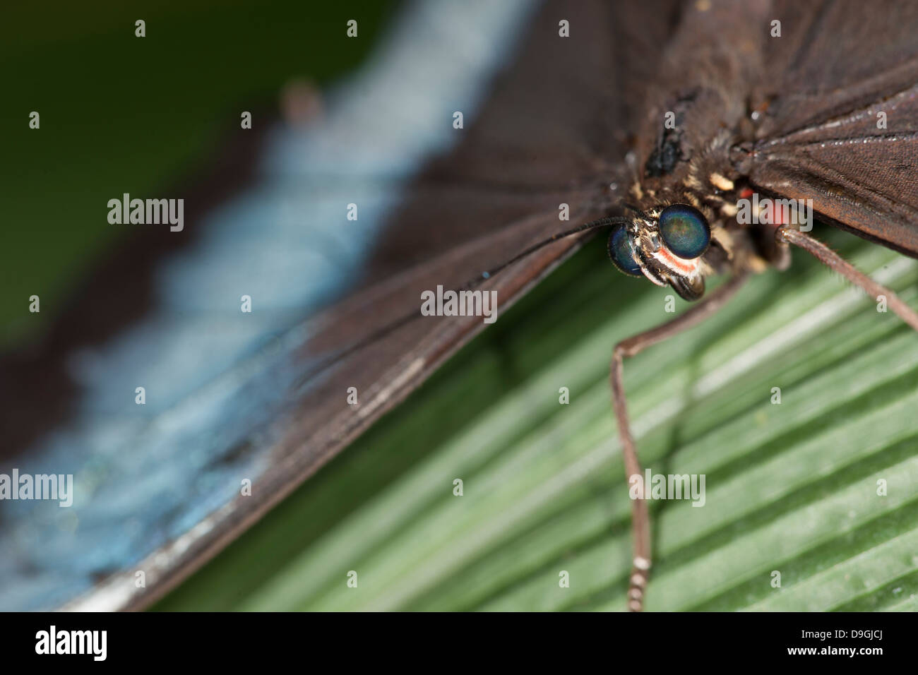 Butterfly Close Up Stock Photo - Alamy