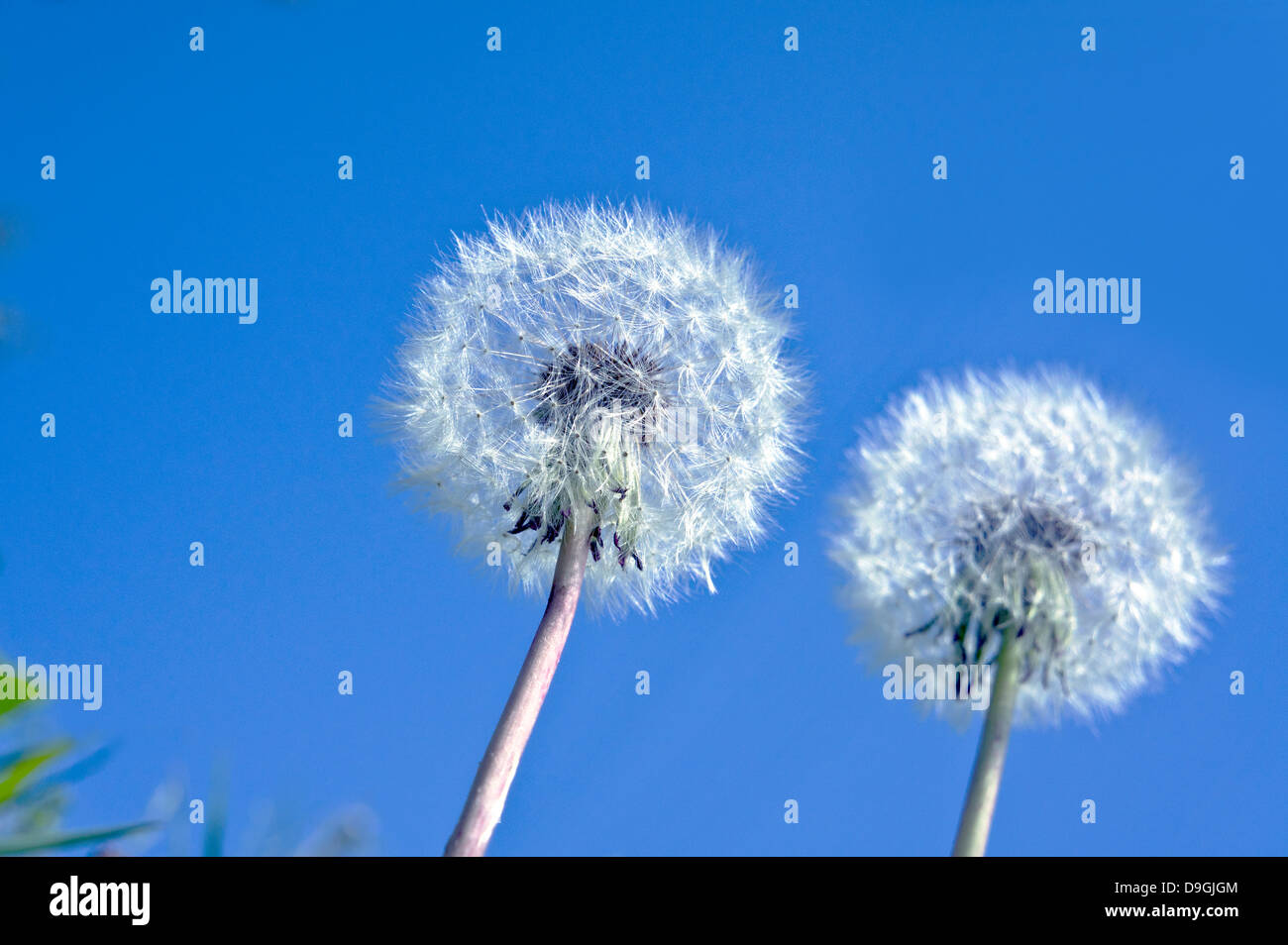 Fluffs hi-res stock photography and images - Alamy