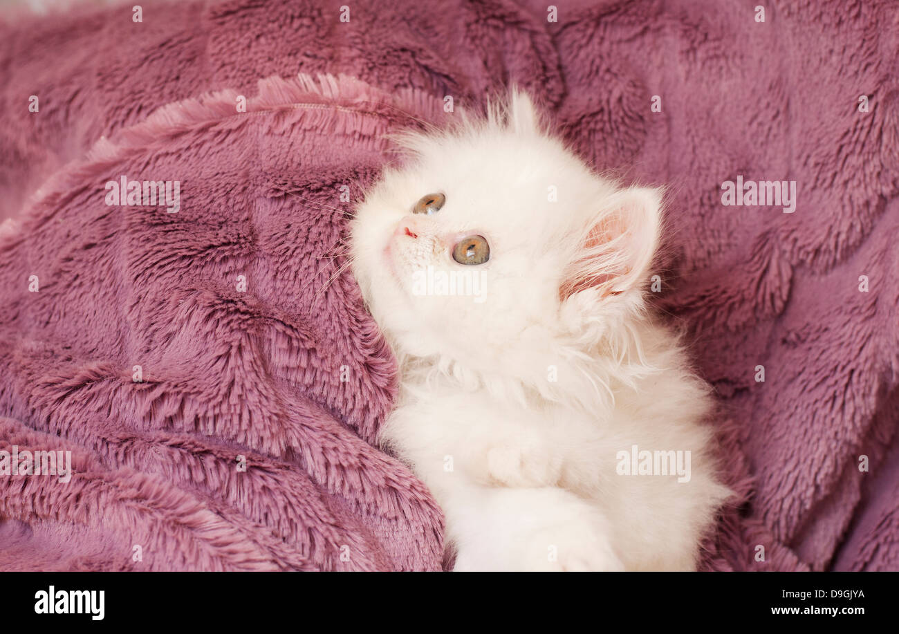 Kitten cute adorable hi-res stock photography and images - Alamy