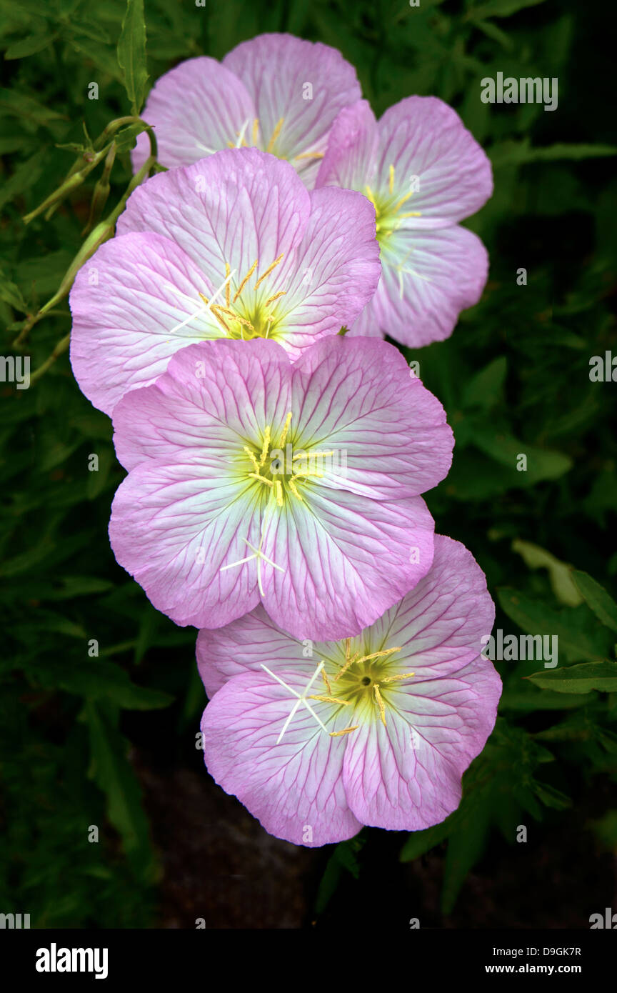 Pink evening primrose hi-res stock photography and images - Alamy