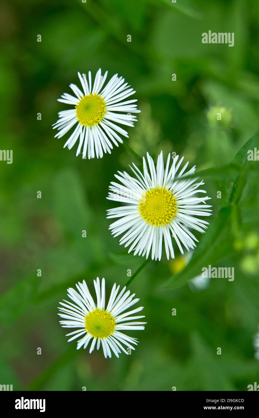 Erigeron annuus annual fleabane hi-res stock photography and images - Alamy