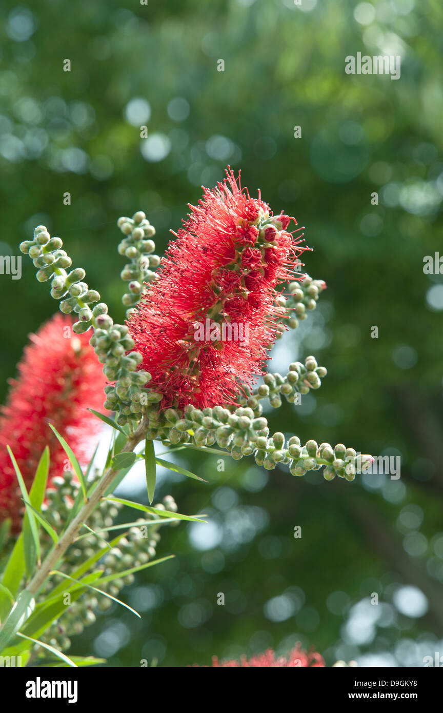 One red bottlebrush hi-res stock photography and images - Alamy