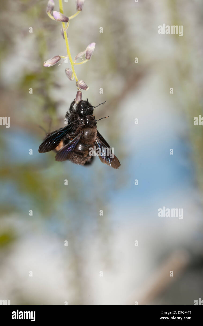 Mating bees hi-res stock photography and images - Alamy