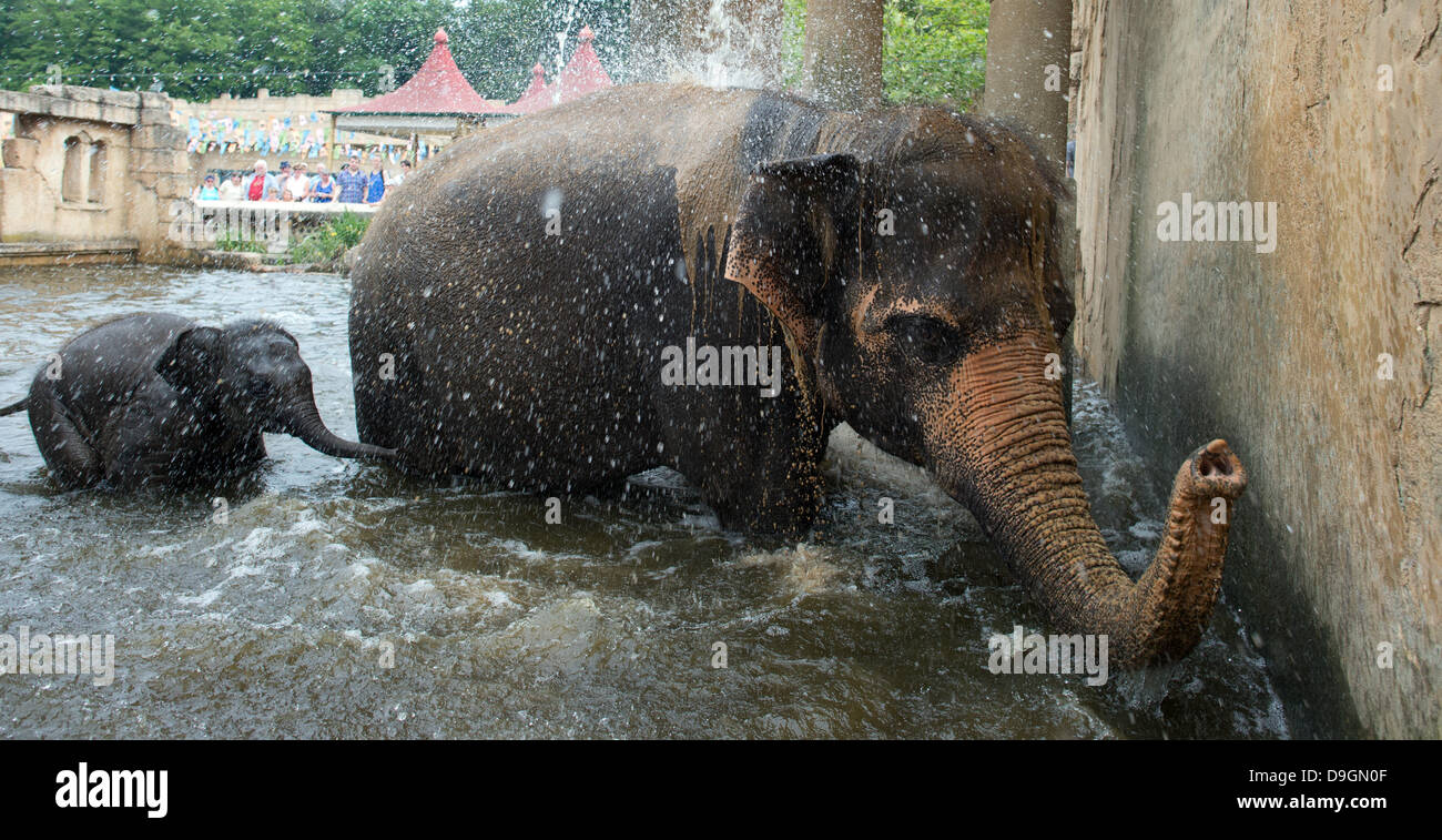 A baby elephant takes a shower with its mother under an artificial ...