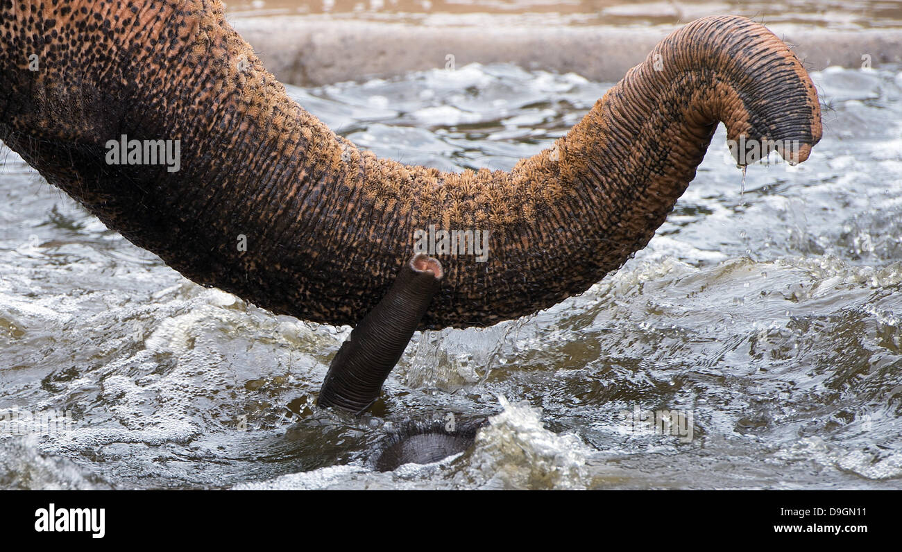A baby elephant takes a bath with its mother in a pool at the zoo in ...