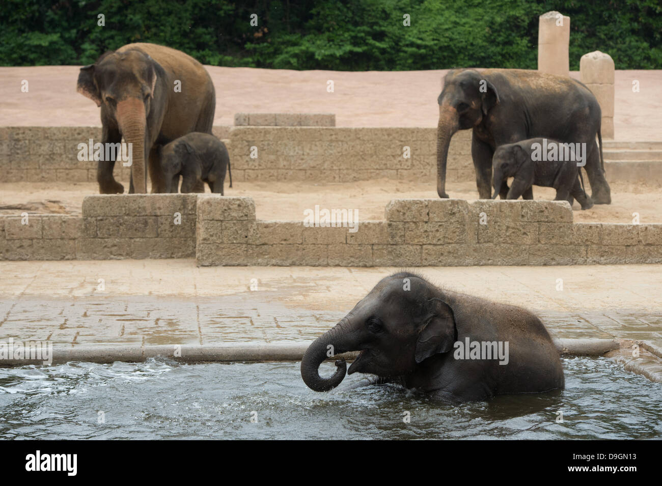 A small elephant takes a bath in a water pool with two mothers with ...