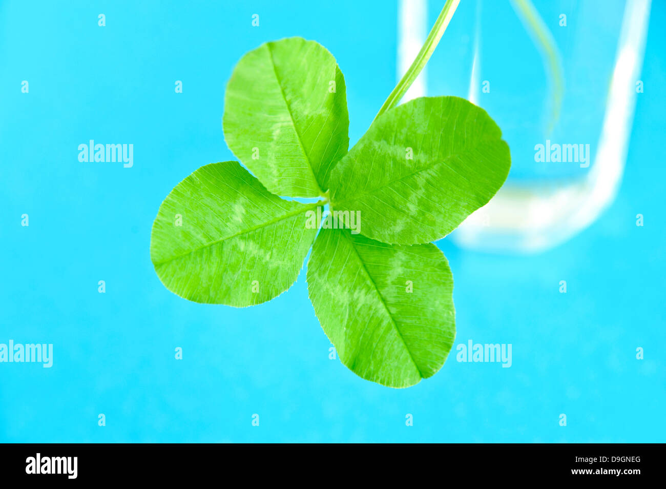 Four leafed clover hi-res stock photography and images - Alamy