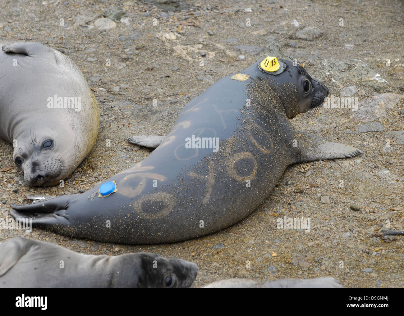 young Northern Elephant seal showing the marks of scientific research ...
