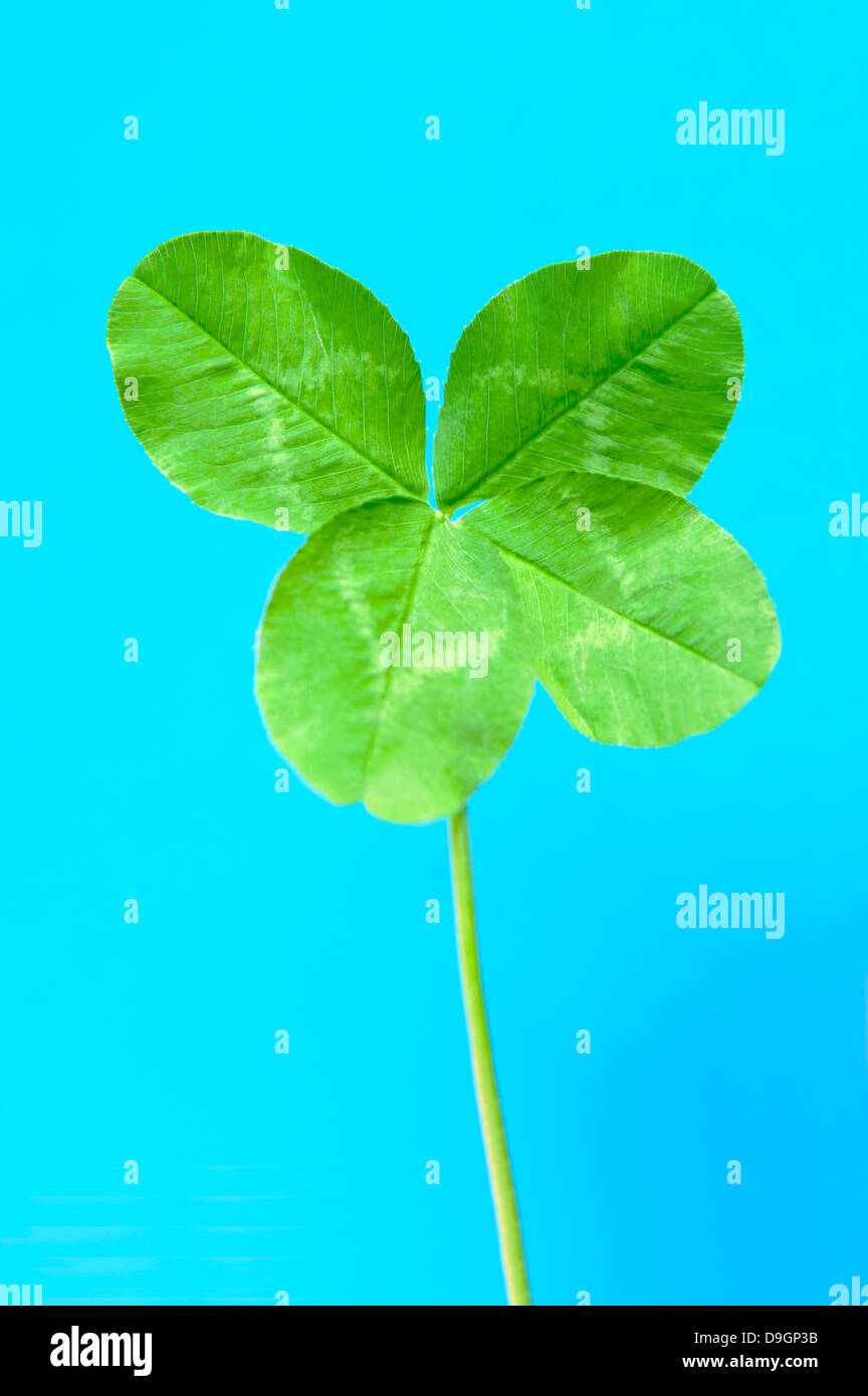 Four leafed clover hi-res stock photography and images - Alamy
