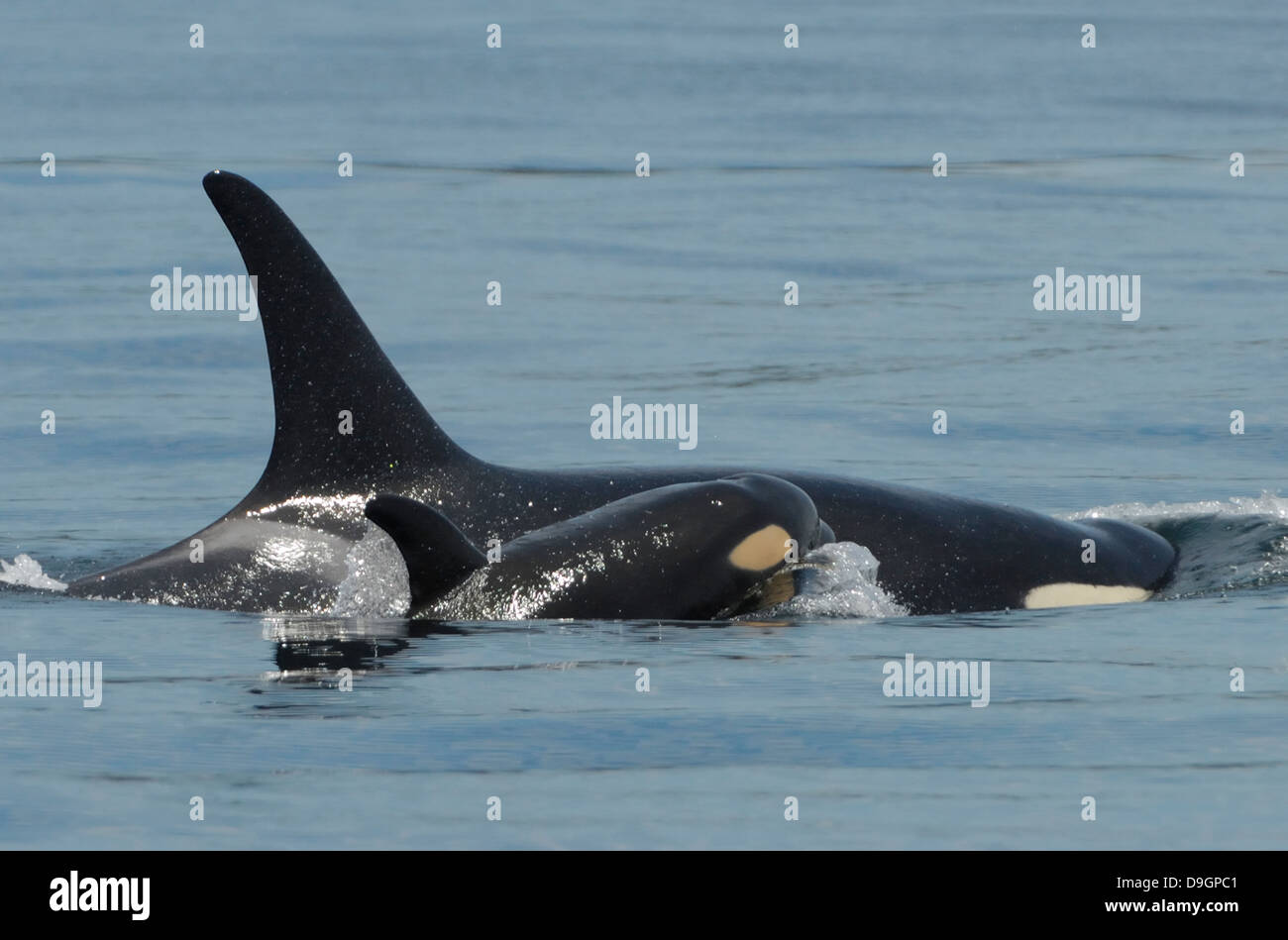a killer whale calf surfaces next to its mother Stock Photo - Alamy