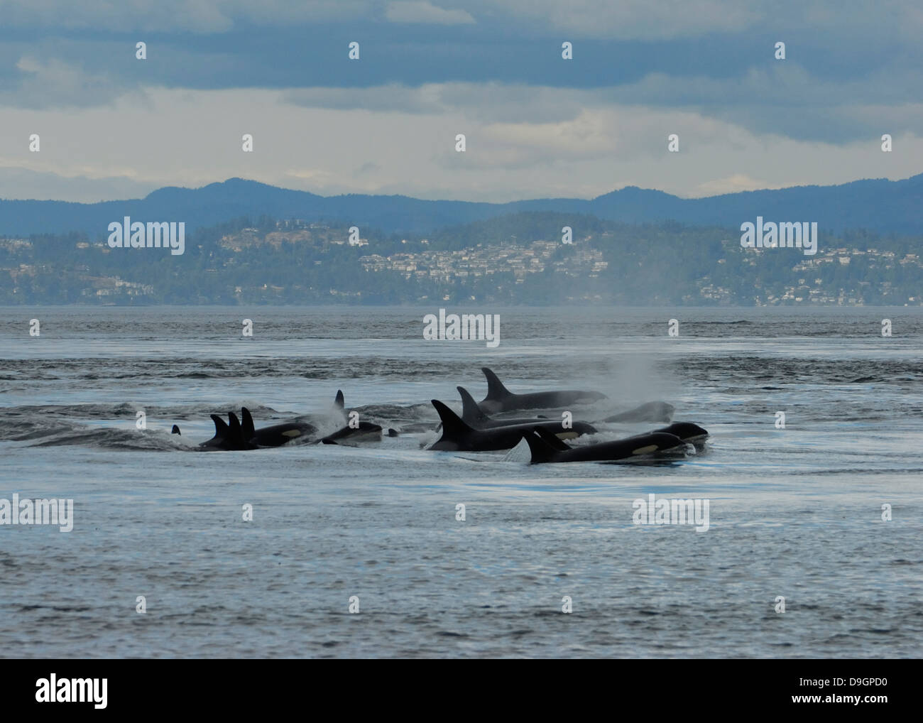 Killer whales hi-res stock photography and images - Alamy