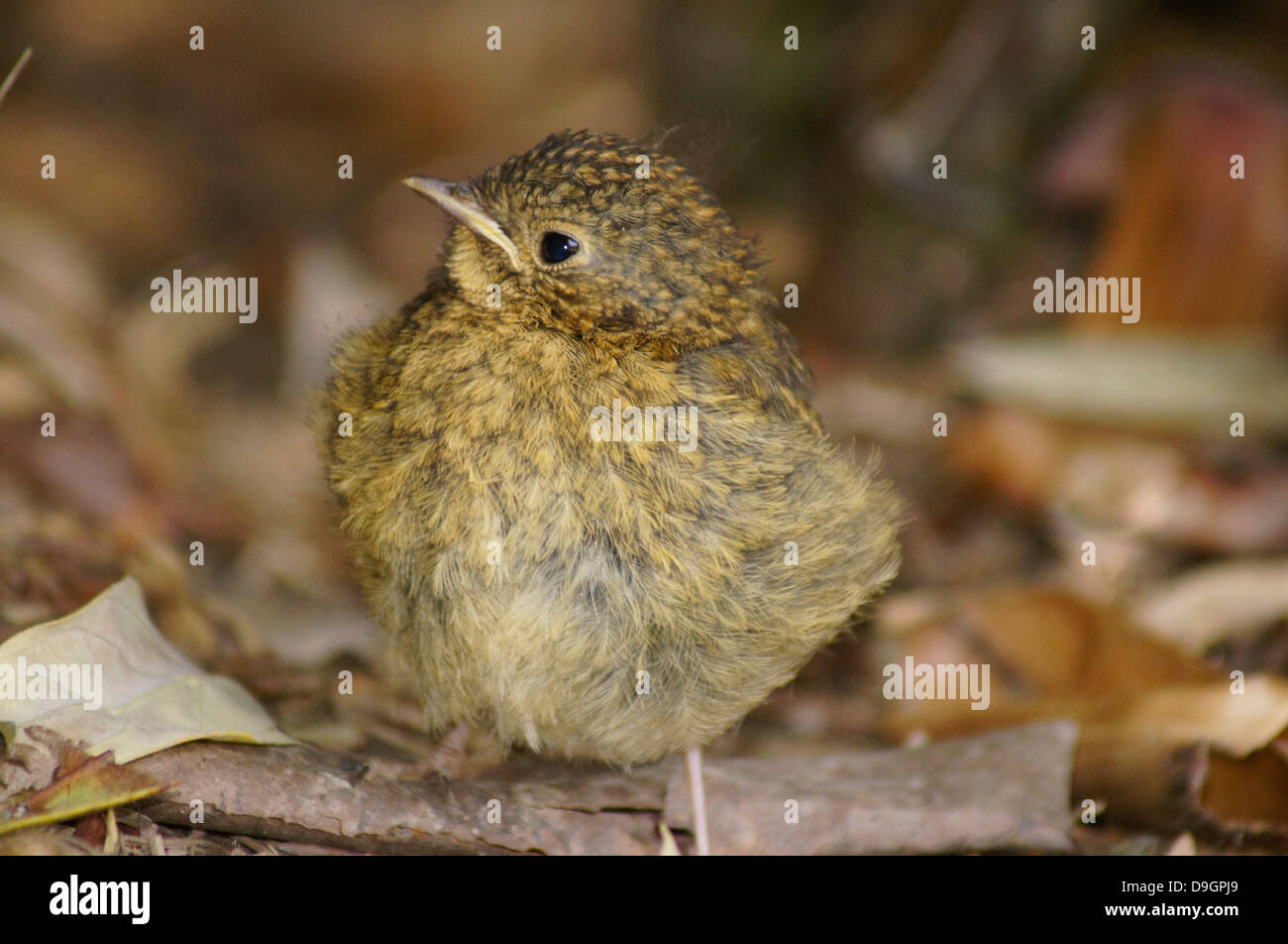 Baby robin hi-res stock photography and images - Alamy