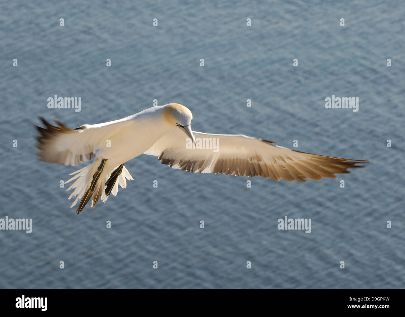 Helgoland germany birds hi-res stock photography and images - Alamy