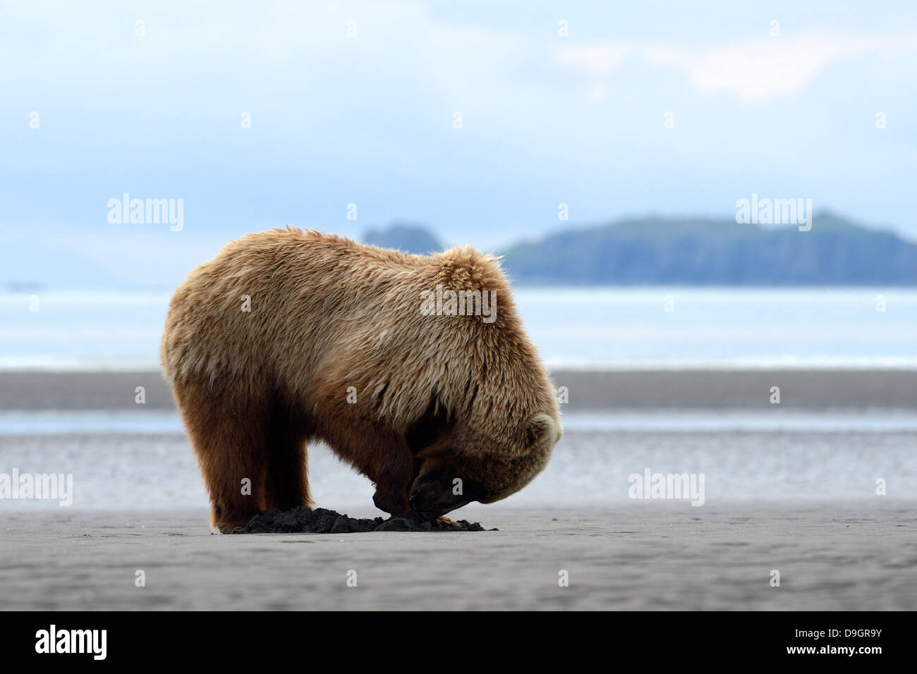 Grizzly Bear feeding on clamps Stock Photo - Alamy