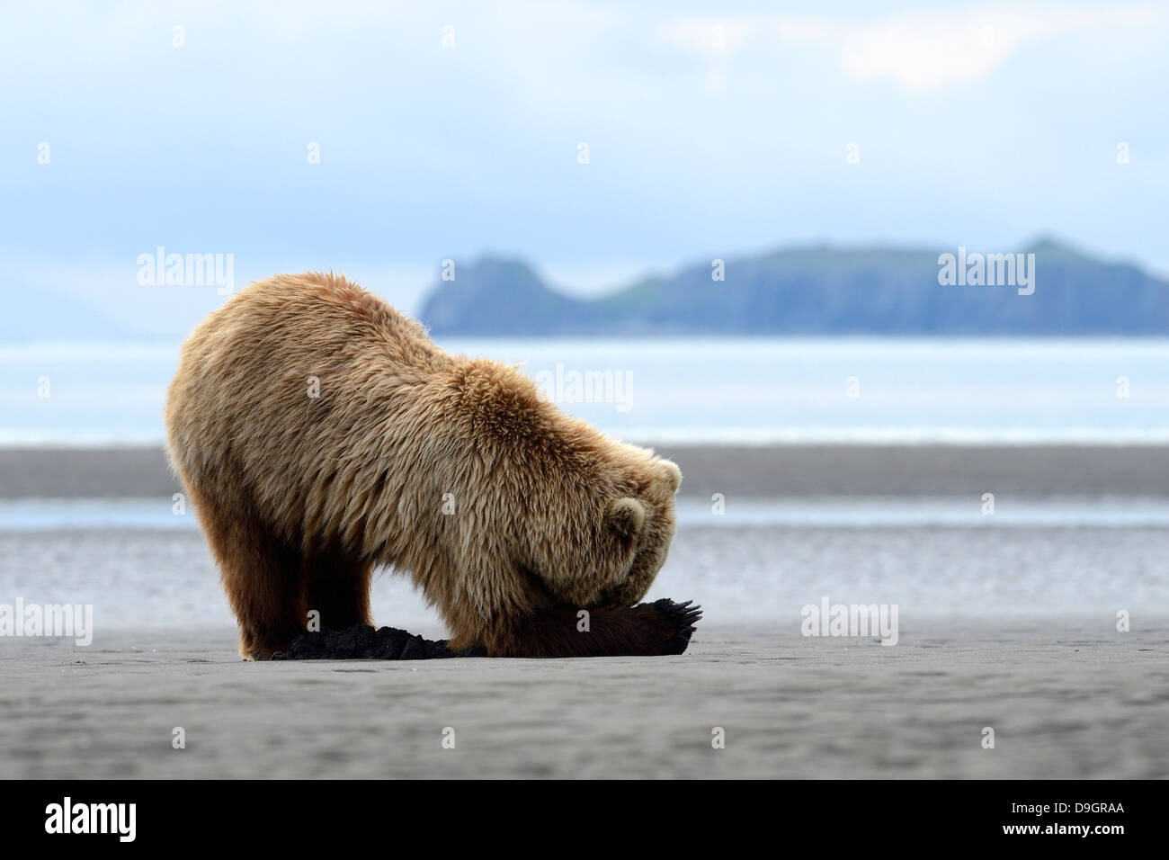 Grizzly Bear feeding on clamps Stock Photo - Alamy