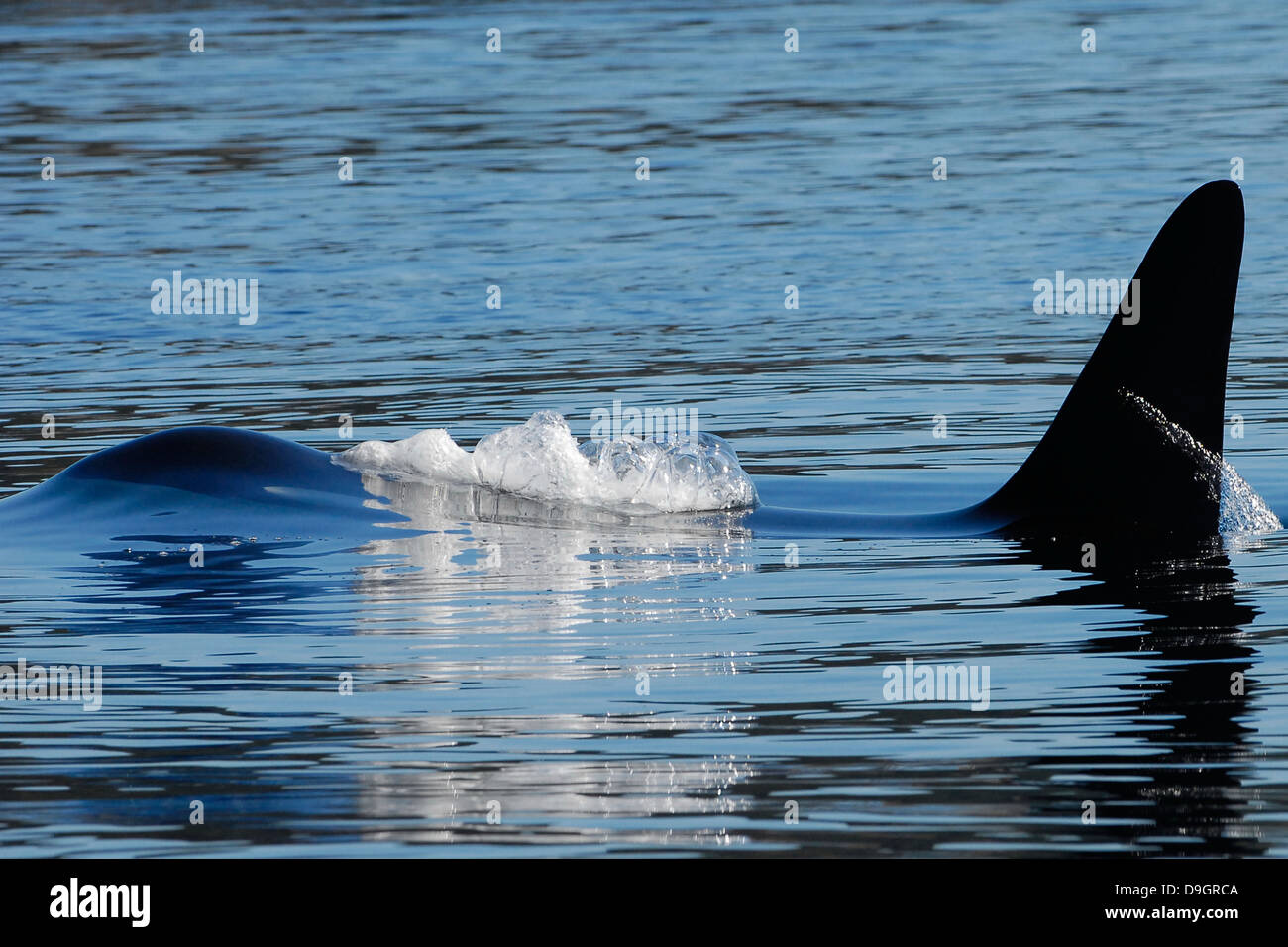 Male killer whale hi-res stock photography and images - Alamy