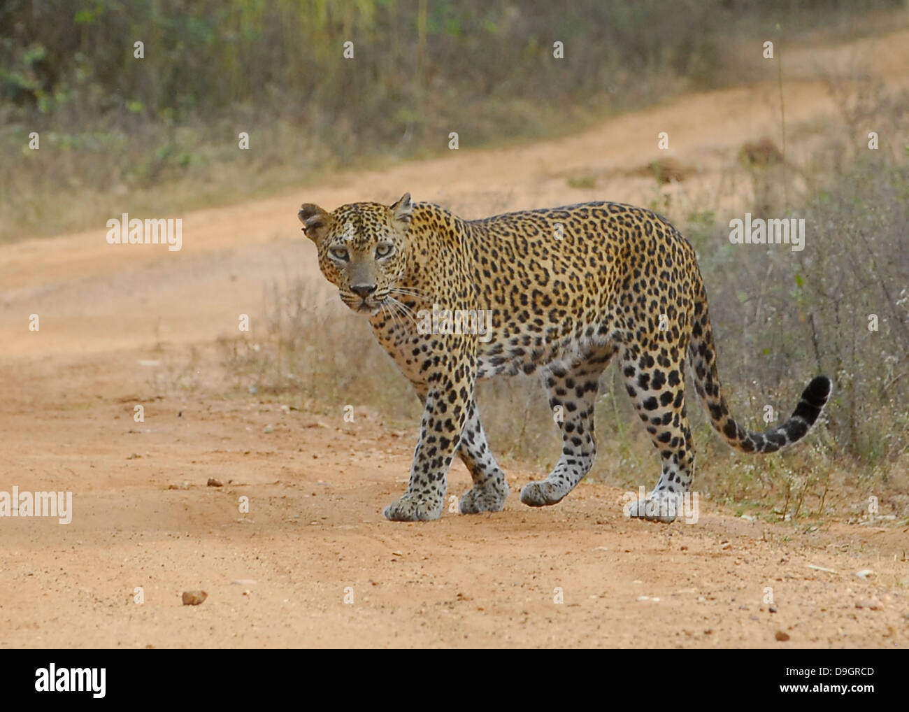 Sri Lankan Leopard in Yala National Park Stock Photo - Alamy