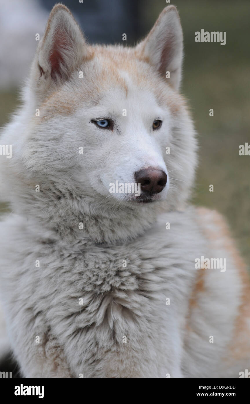 portrait of siberian husky Stock Photo - Alamy