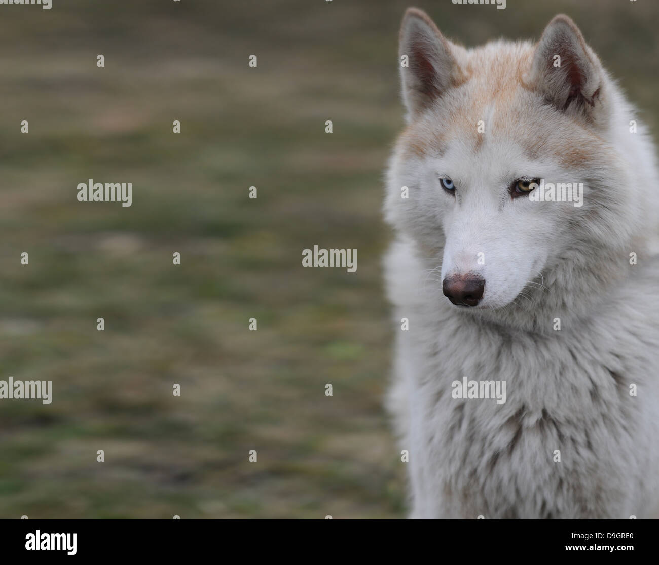 portrait of siberian husky Stock Photo - Alamy