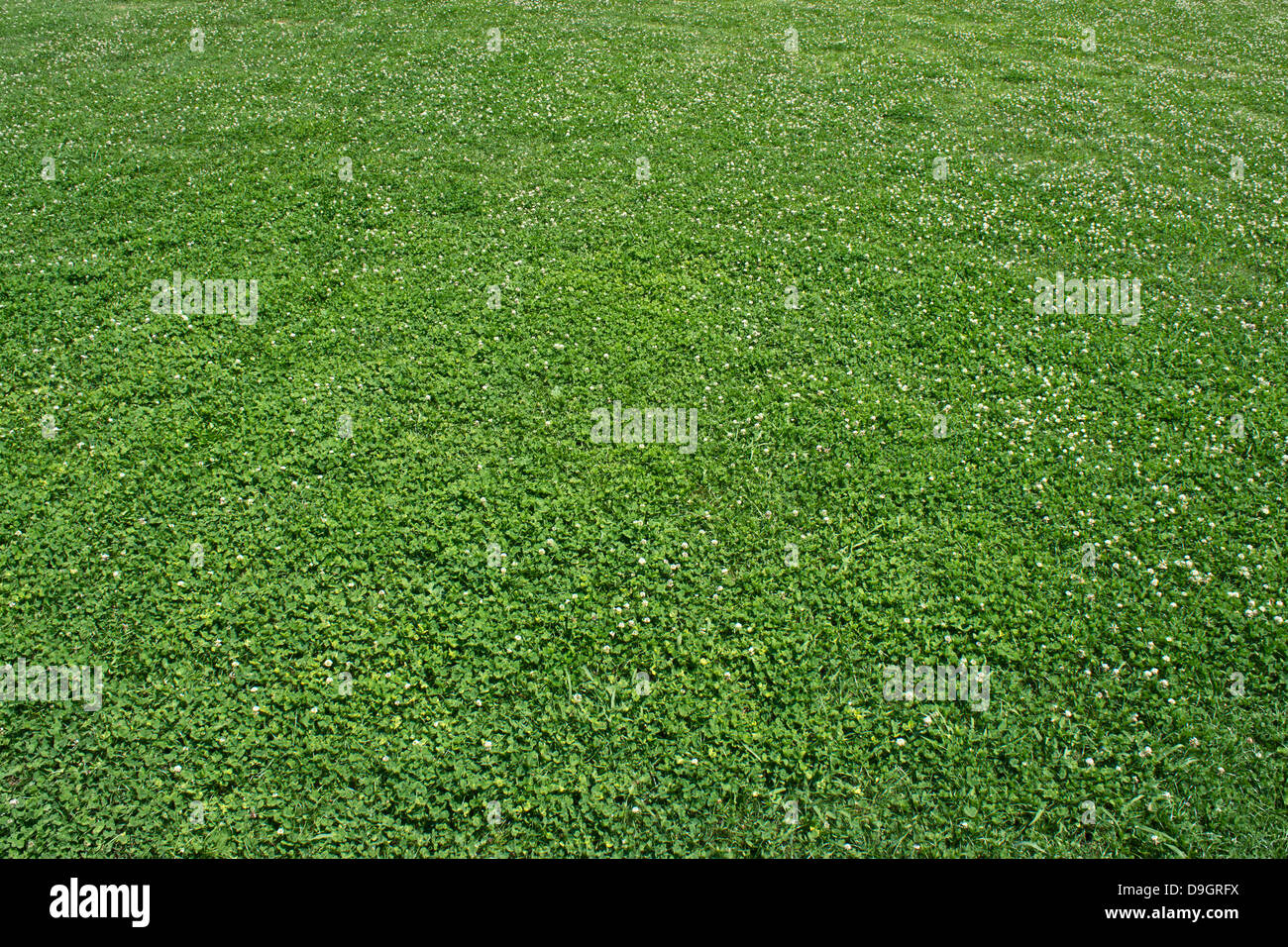 June clover hi-res stock photography and images - Alamy
