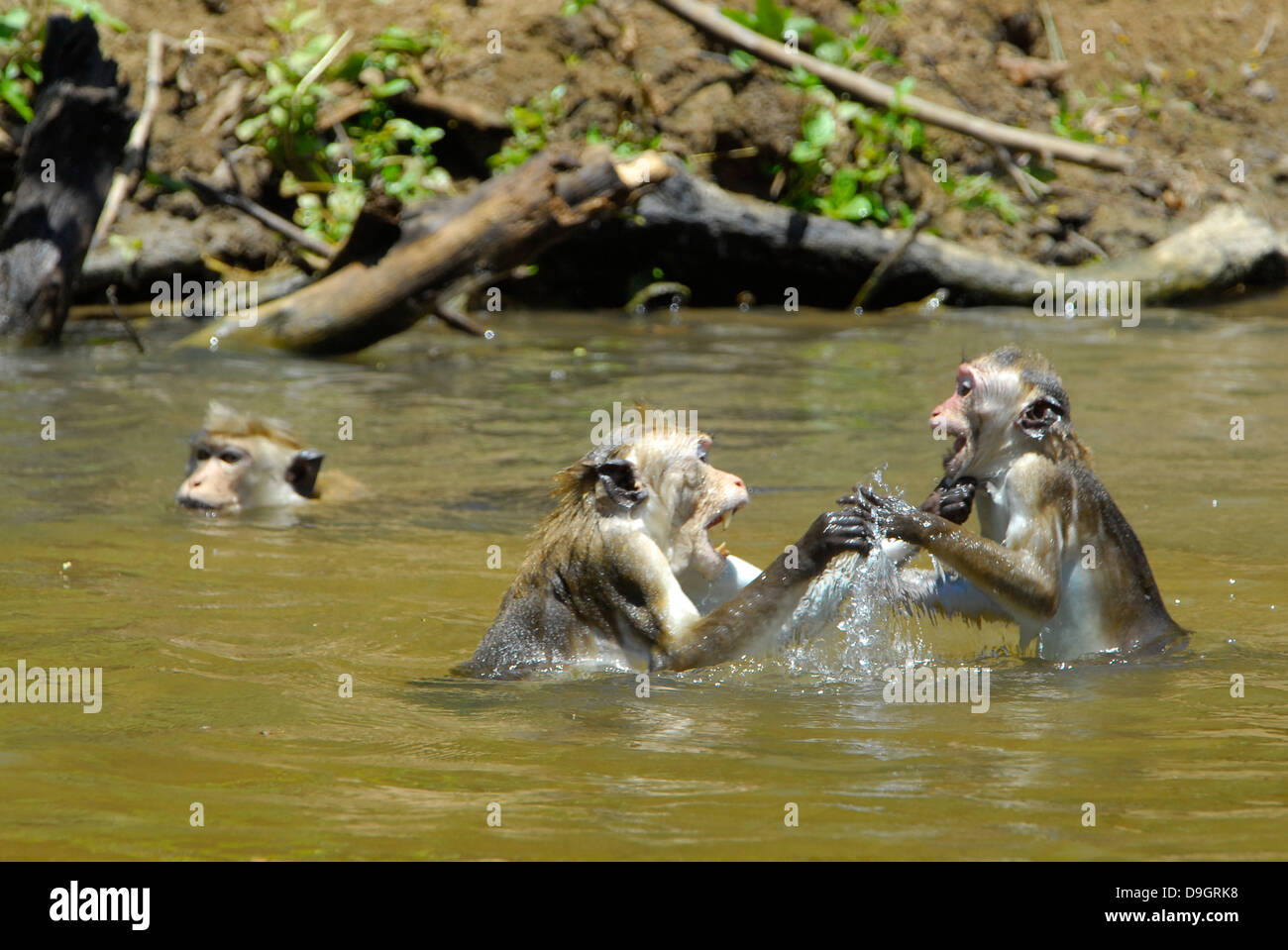 Toque Macaque in Yala National Park, Sri Lanka Stock Photo - Alamy
