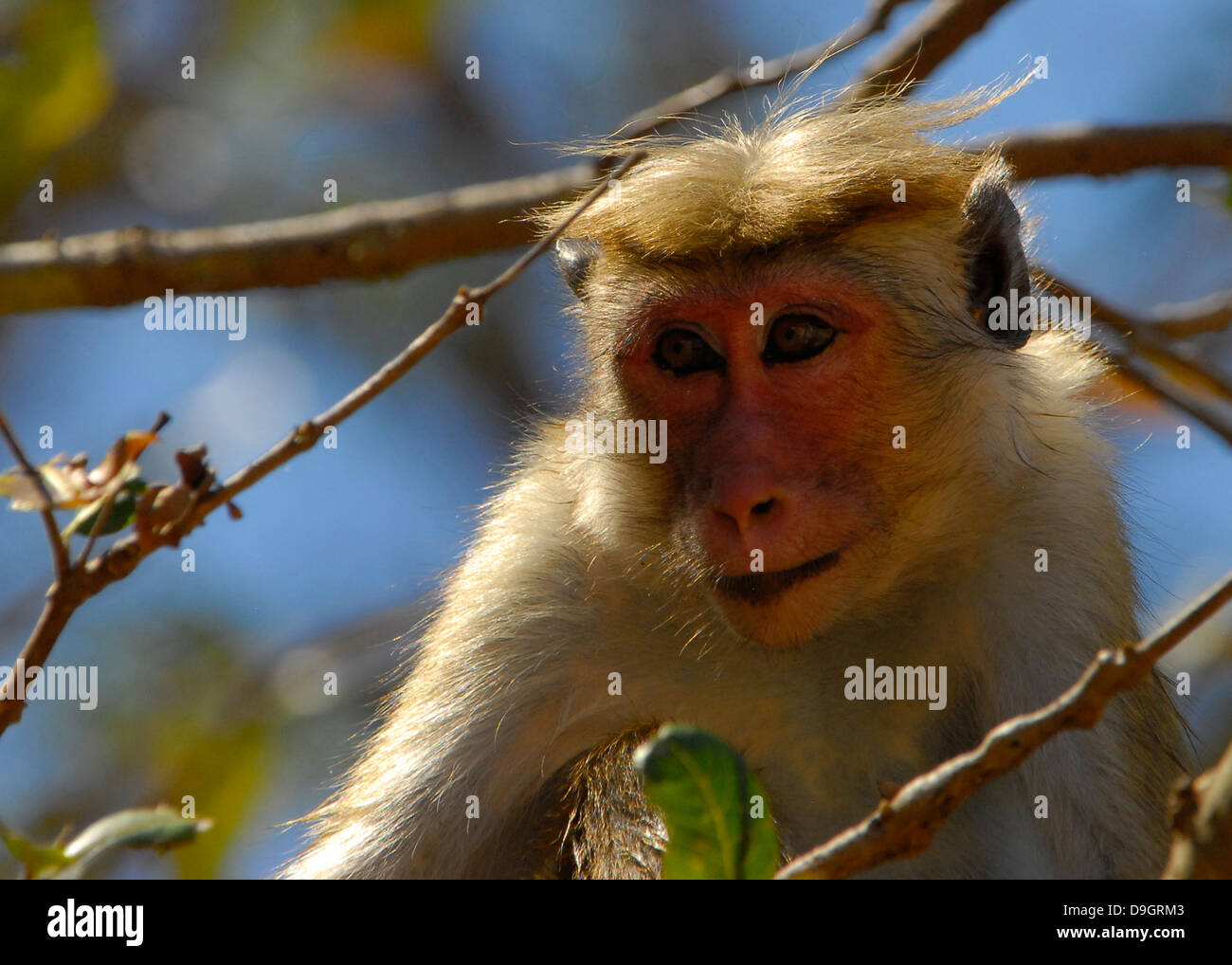 Toque Macaque in Yala National Park, Sri Lanka Stock Photo - Alamy