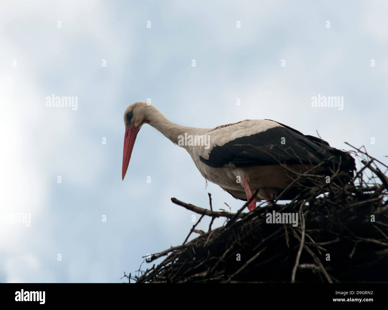 Stork standing in the nest Stock Photo - Alamy