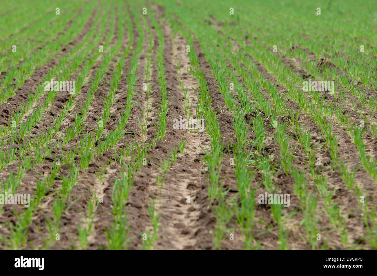 farm field background Stock Photo - Alamy