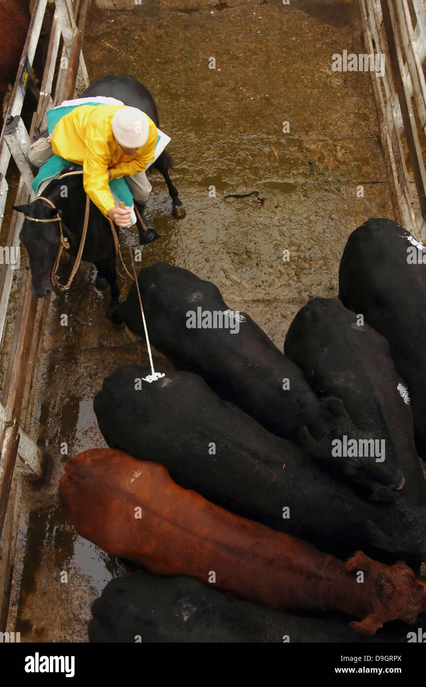 Buenos Aires. A cowboy mark cows for sale in the market Stock Photo - Alamy