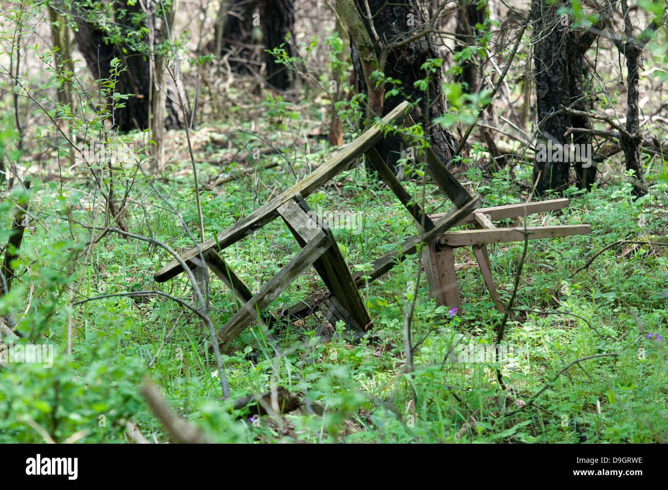 old chair in the forest Stock Photo - Alamy