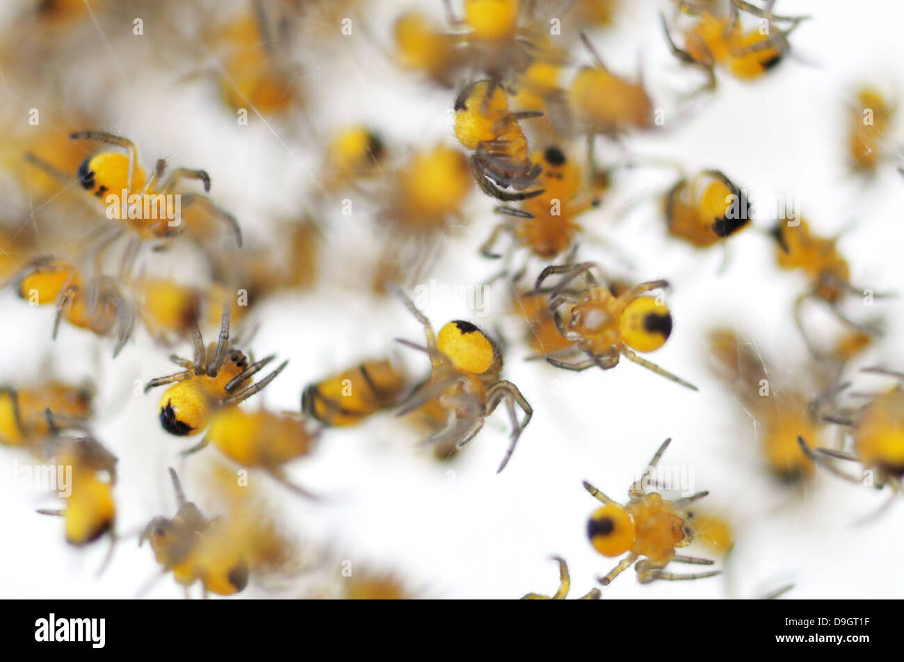 Baby spiders uk hi-res stock photography and images - Alamy