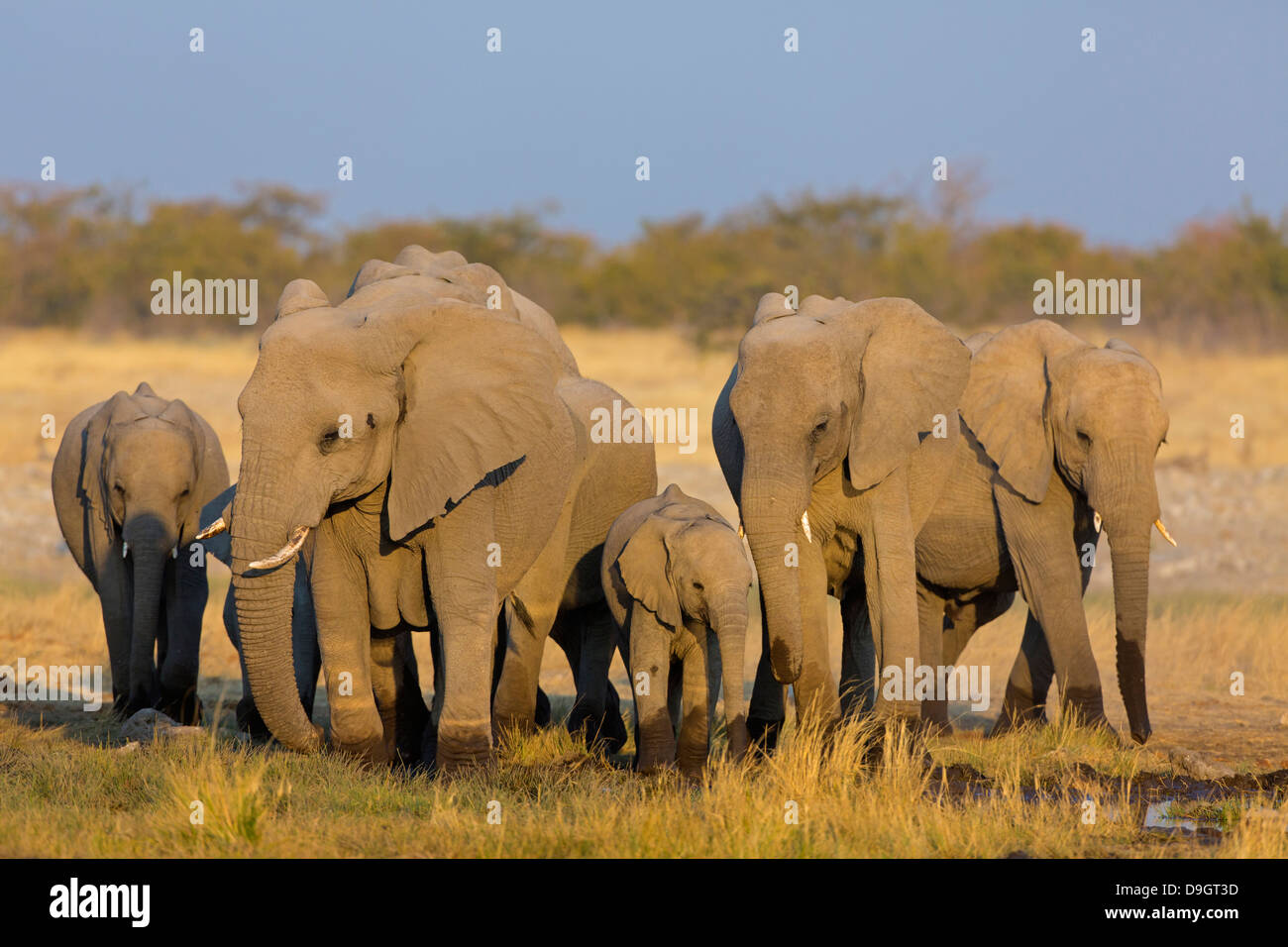 African Bush Elephant, African Savanna Elephant, Afrikanischer Elefant ...