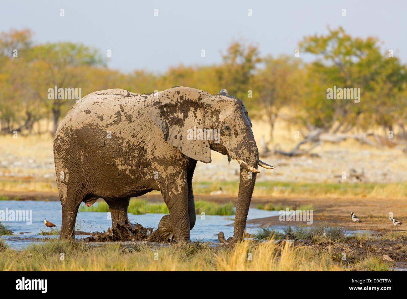 African Bush Elephant, African Savanna Elephant, Afrikanischer Elefant ...