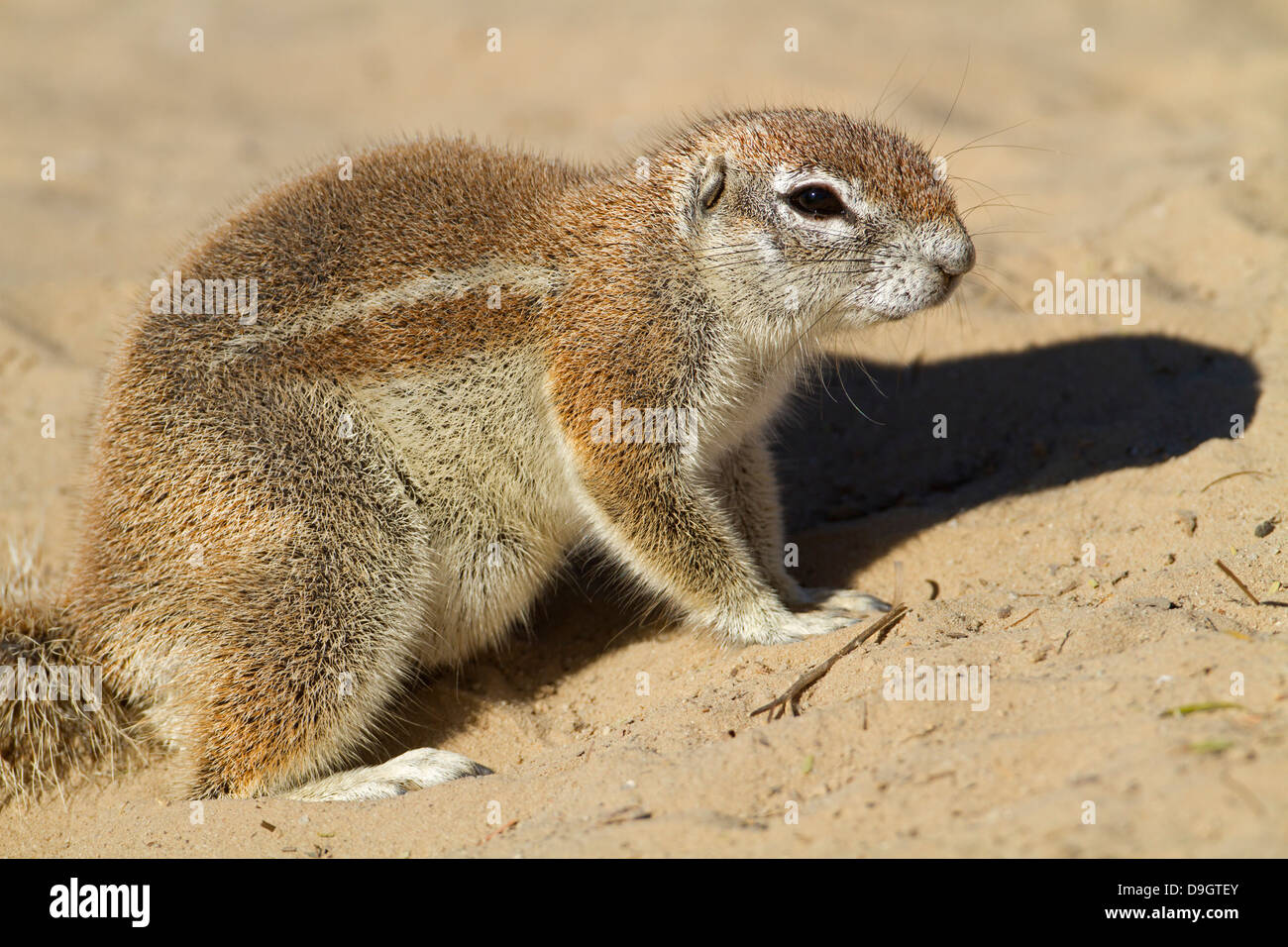 Kap-Borstenhörnchen, Cape Ground Squirrel, Xerus inauris Stock Photo ...