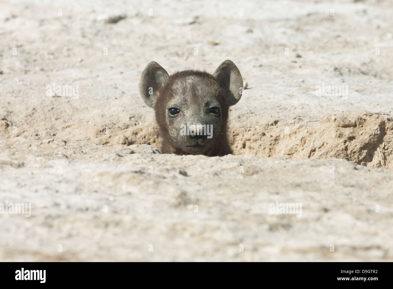 Hyena cub close-up, Amboseli, Kenya Stock Photo - Alamy