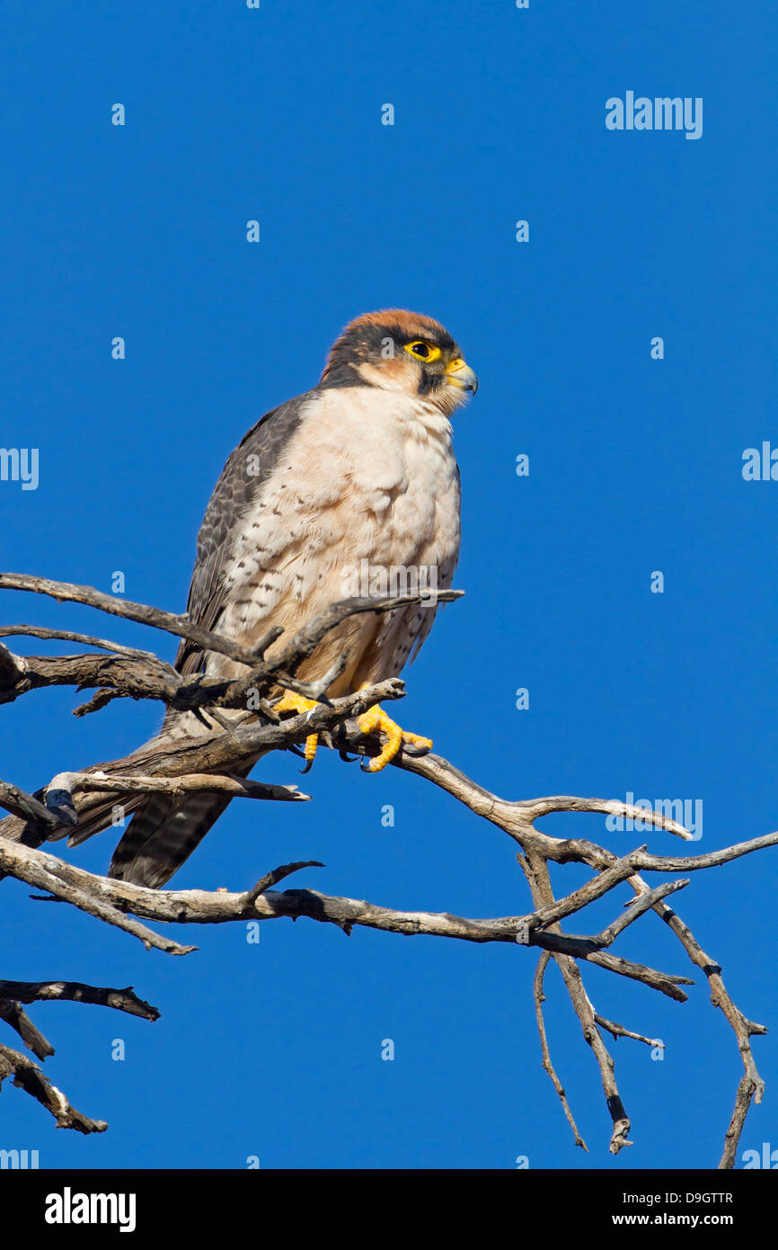 Lannerfalke, Lanner Falcon, Lanner, Falco biarmicus Stock Photo - Alamy