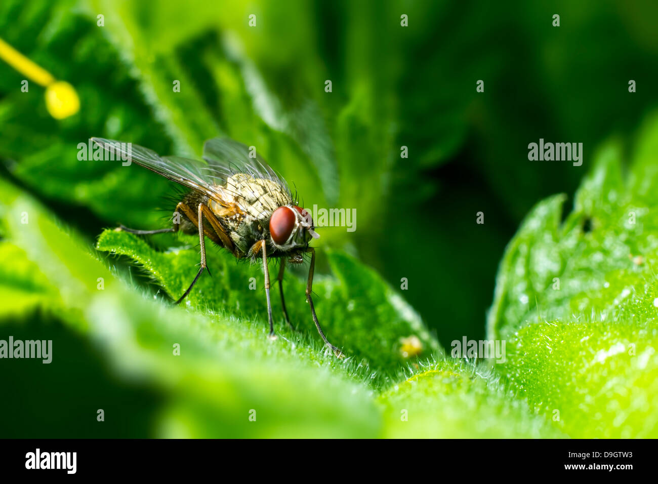 Portrait of a fly Stock Photo - Alamy