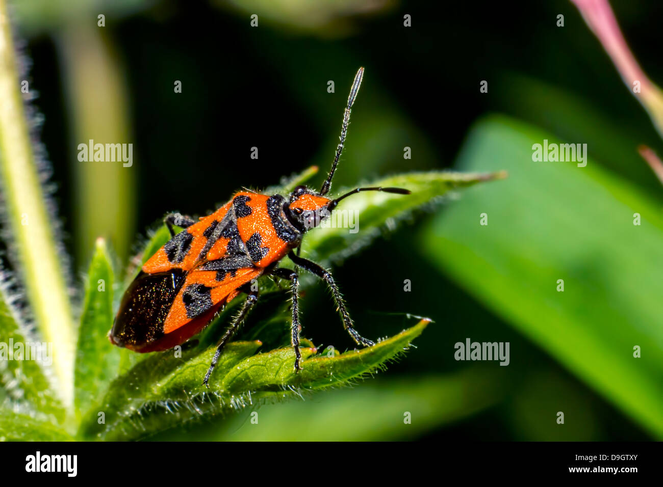 Portrait of a red bug Stock Photo - Alamy
