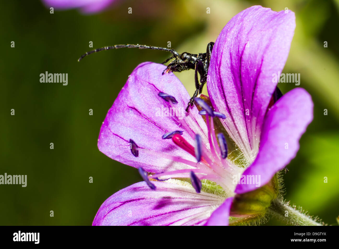 Deavil hi-res stock photography and images - Alamy
