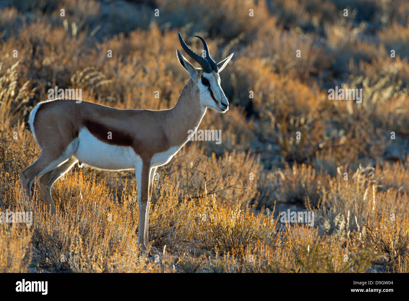Springbock, Springbok, Antidorcas marsupialis Stock Photo - Alamy