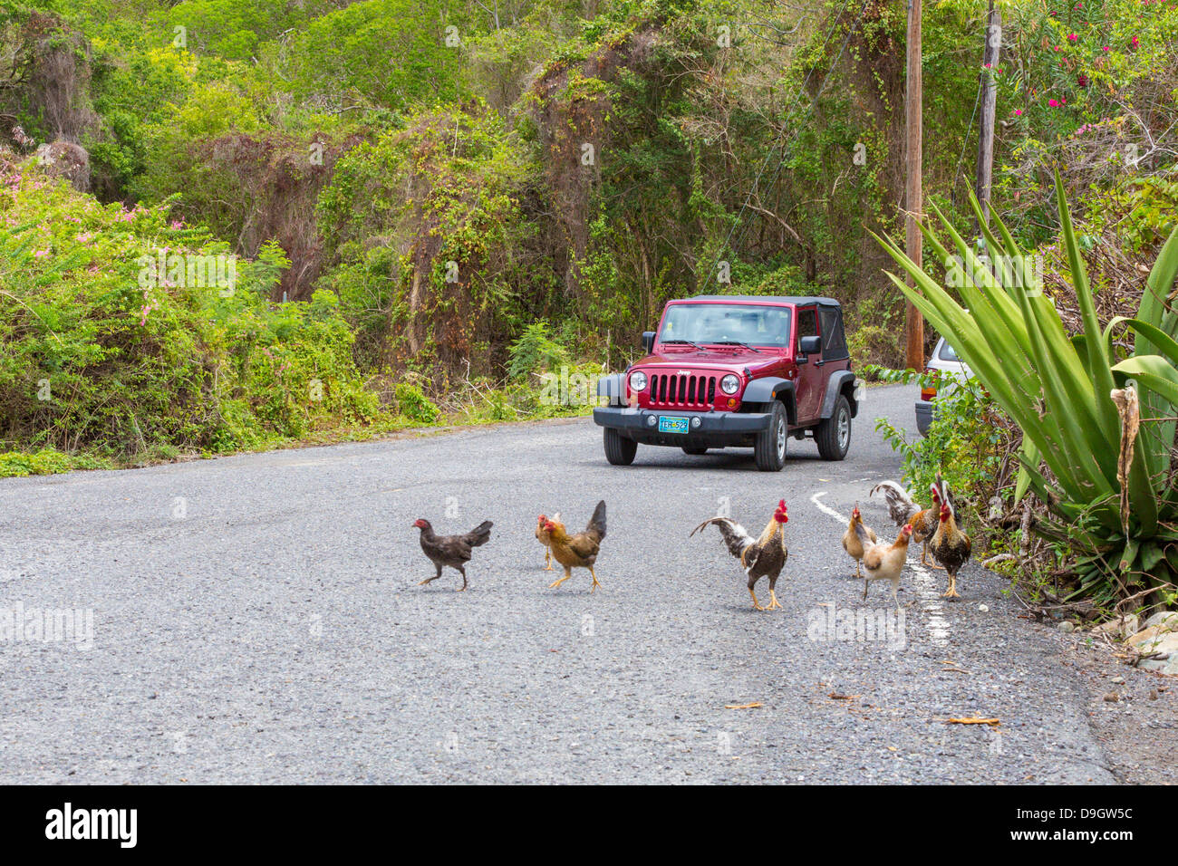 Chickens in the road on the Caribbean Island of St John in the US ...