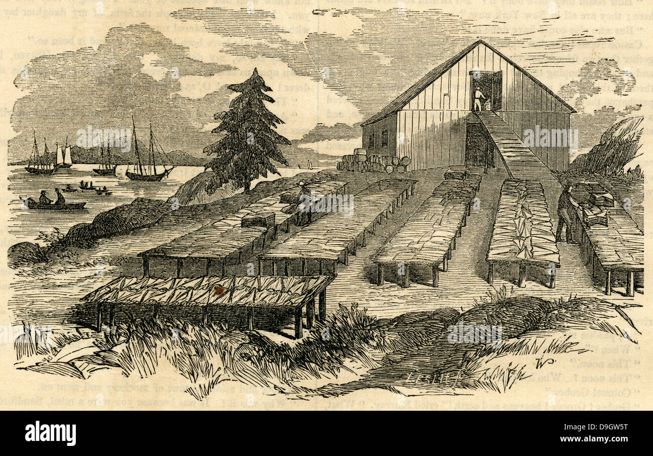 1854 engraving, Process of Making or Curing Fish on the Flakes in ...