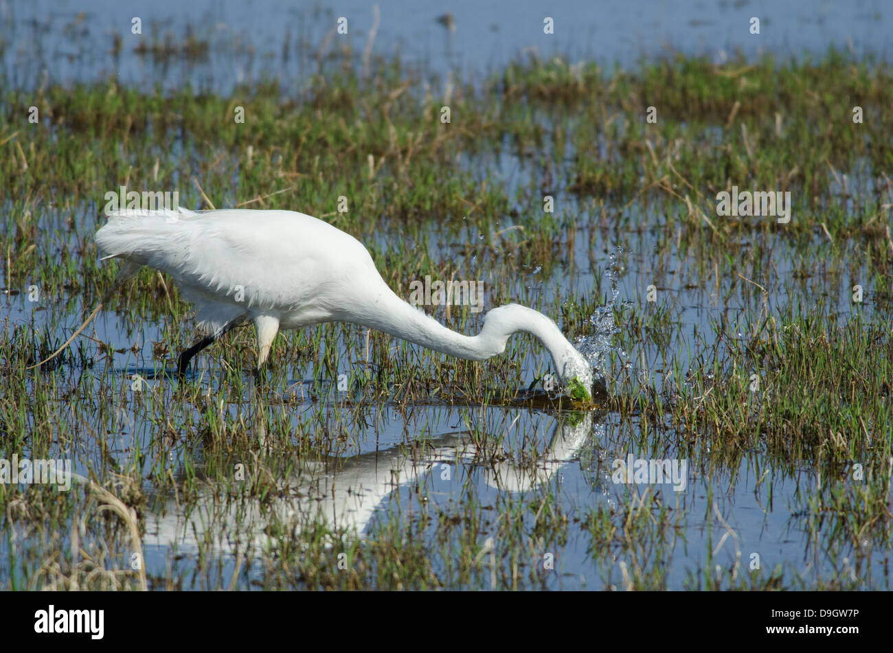 Great Egret, (Ardea alba), hunting at Bosque del Apache National ...
