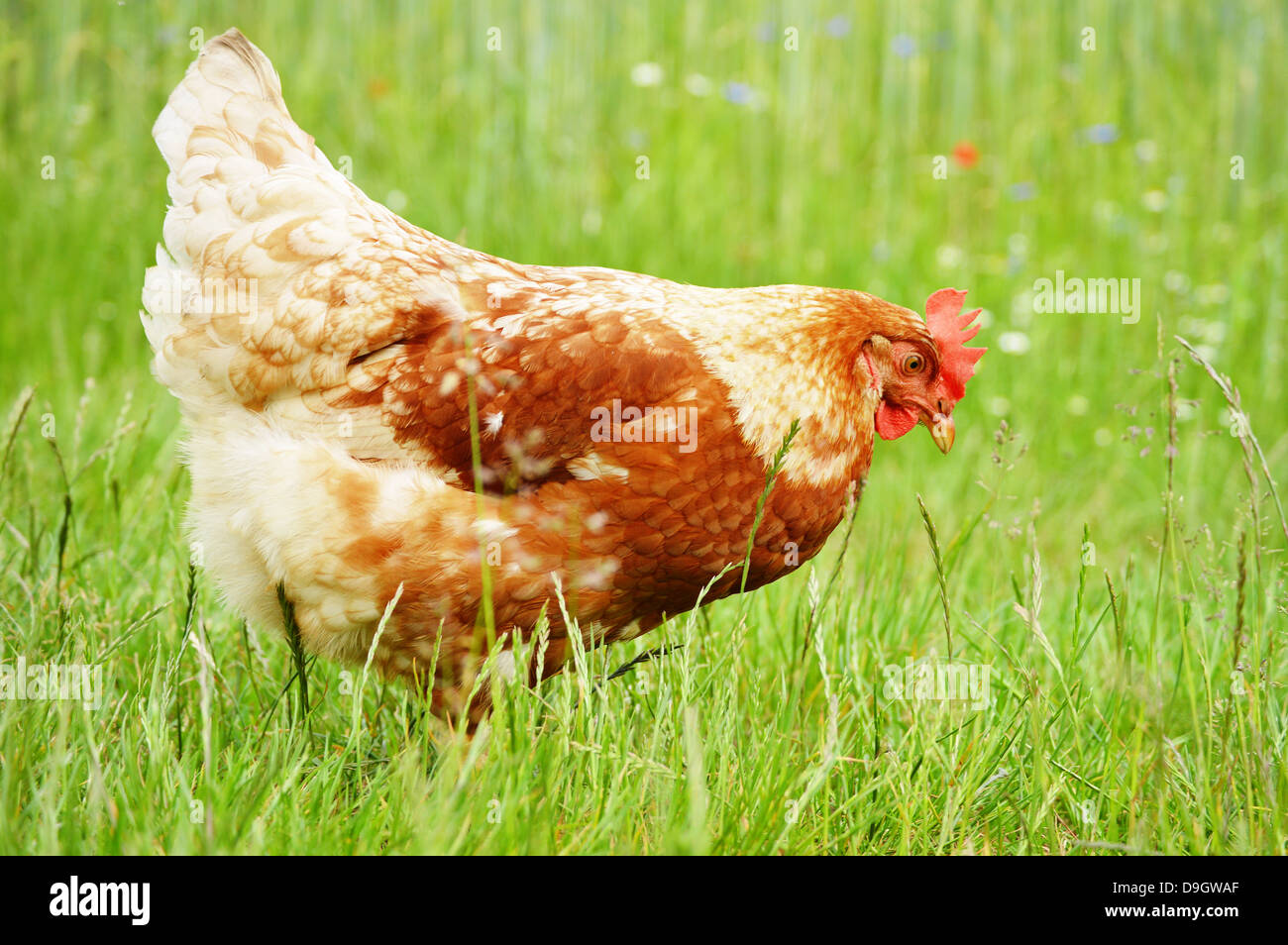 Brown chicken standing outdoors hi-res stock photography and images - Alamy