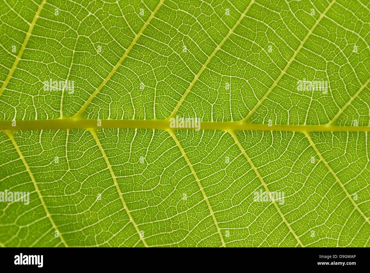 Green leaf close-up Stock Photo - Alamy